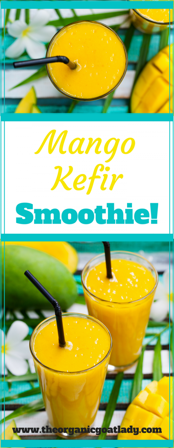 Mango Kefir Smoothie! - The Organic Goat Lady