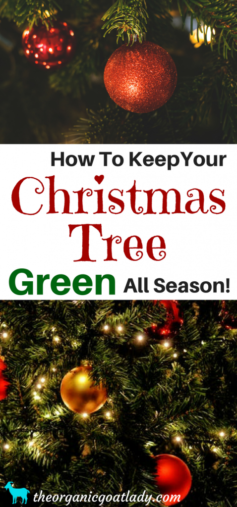 How To Keep A Christmas Tree Alive! - The Organic Goat Lady