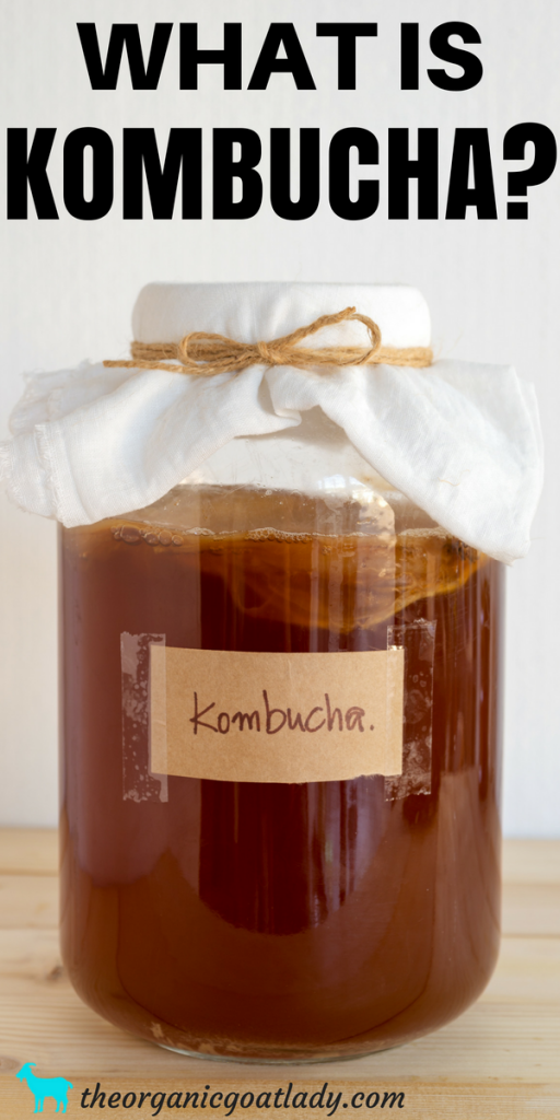 What Is Kombucha? - The Organic Goat Lady