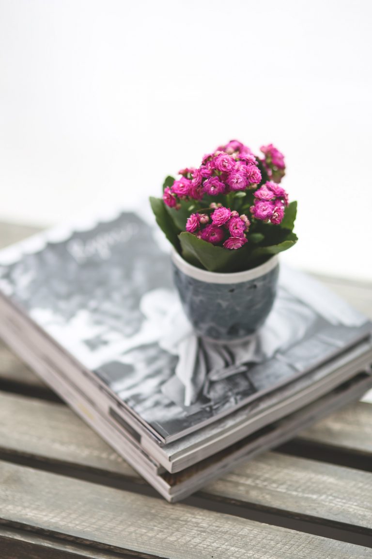 25 Air Purifying Plants! - The Organic Goat Lady