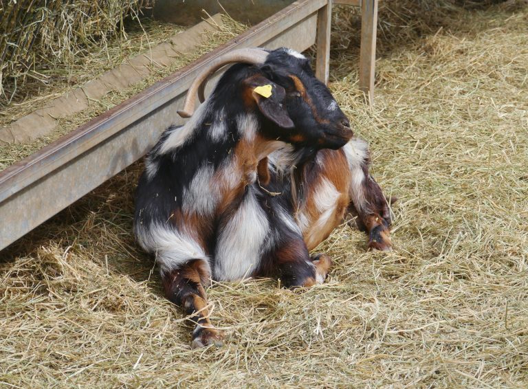 17 of the Best Goat Breeds - The Organic Goat Lady