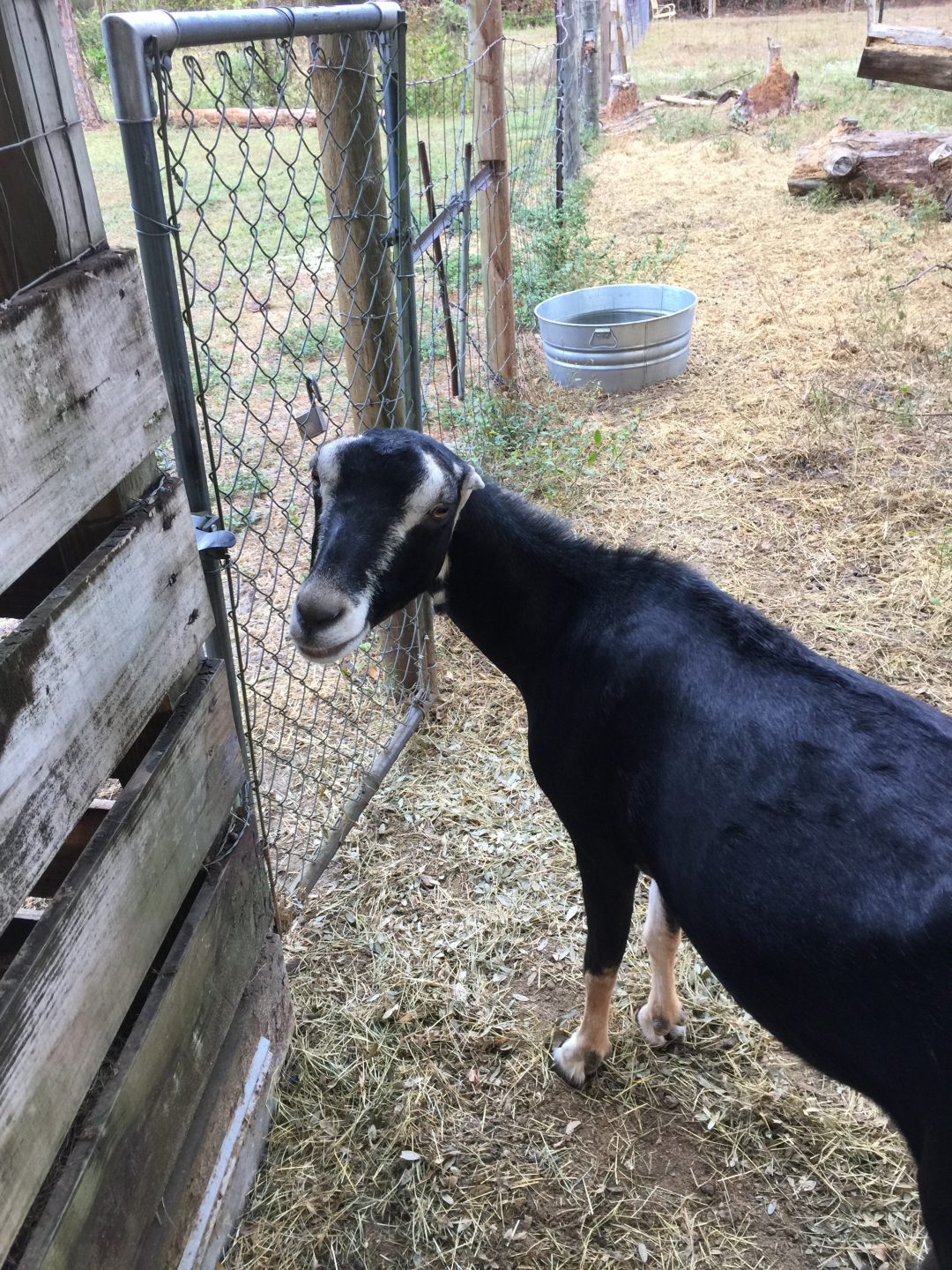 17 of the Best Goat Breeds - The Organic Goat Lady