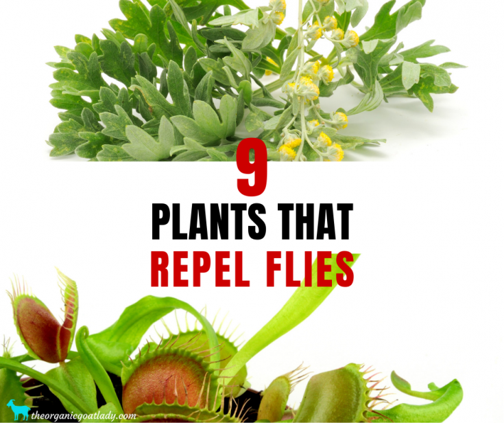 13 Herbs That Repel Rabbits - The Organic Goat Lady