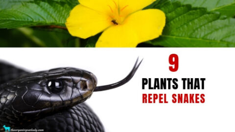 How to Keep Snakes Away - The Organic Goat Lady