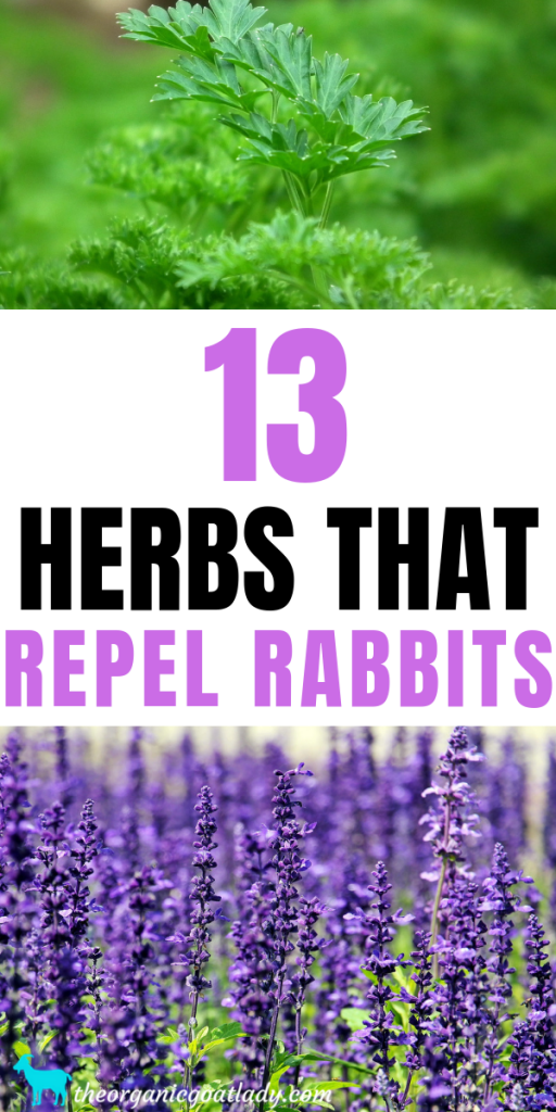 13 Herbs That Repel Rabbits - The Organic Goat Lady