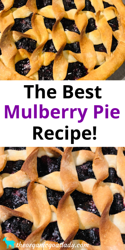 The Best Mulberry Pie Recipe! - The Organic Goat Lady