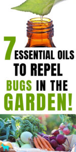 7 Essential Oils That Repel Bugs in the Garden! - The Organic Goat Lady