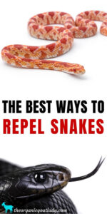 How to Keep Snakes Away - The Organic Goat Lady